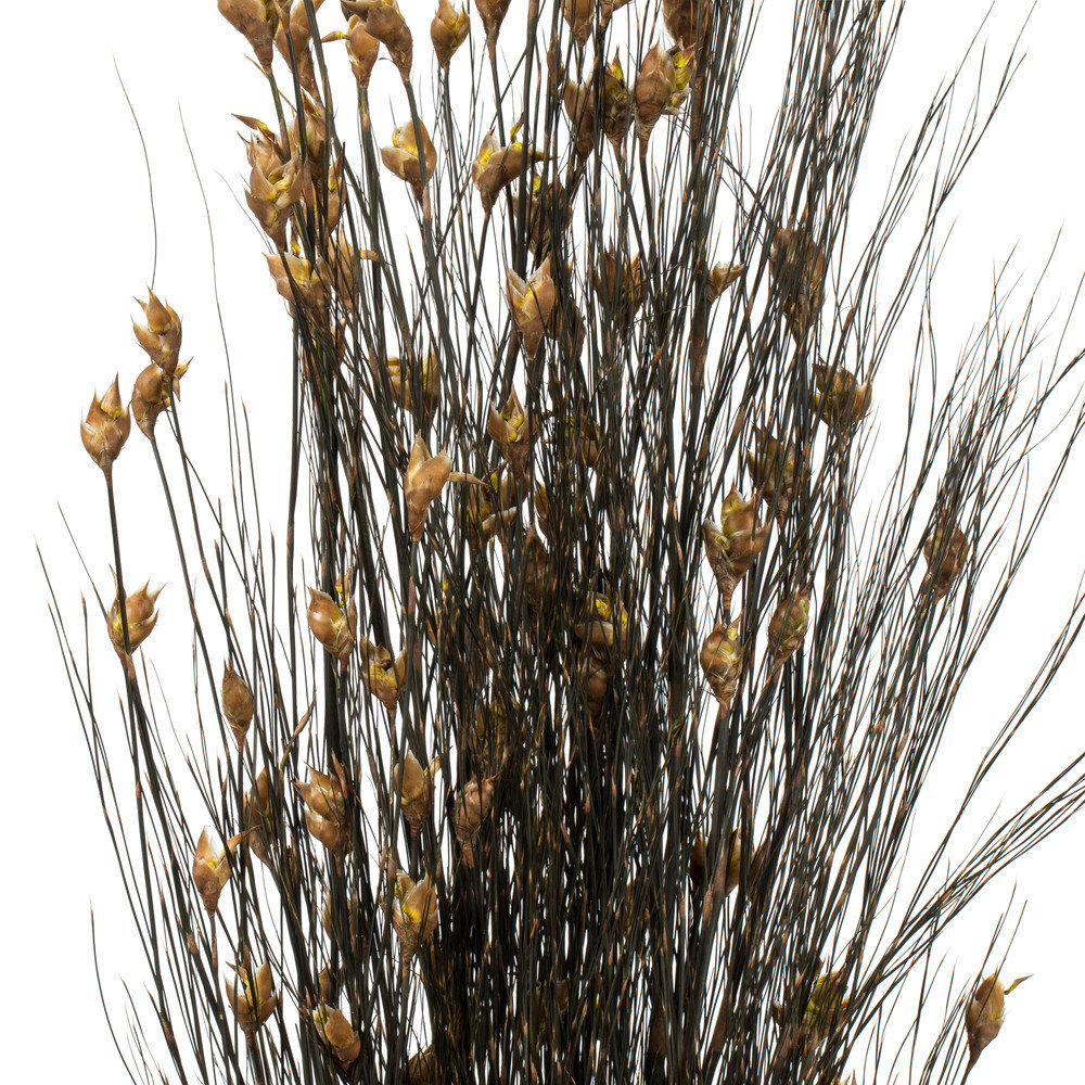 Vickerman H1BFL000-2 36-40" Long Stem Bell Grass With Natural Colored ...