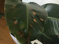 Brown Patches on Strelitzia (Bird of Paradise)