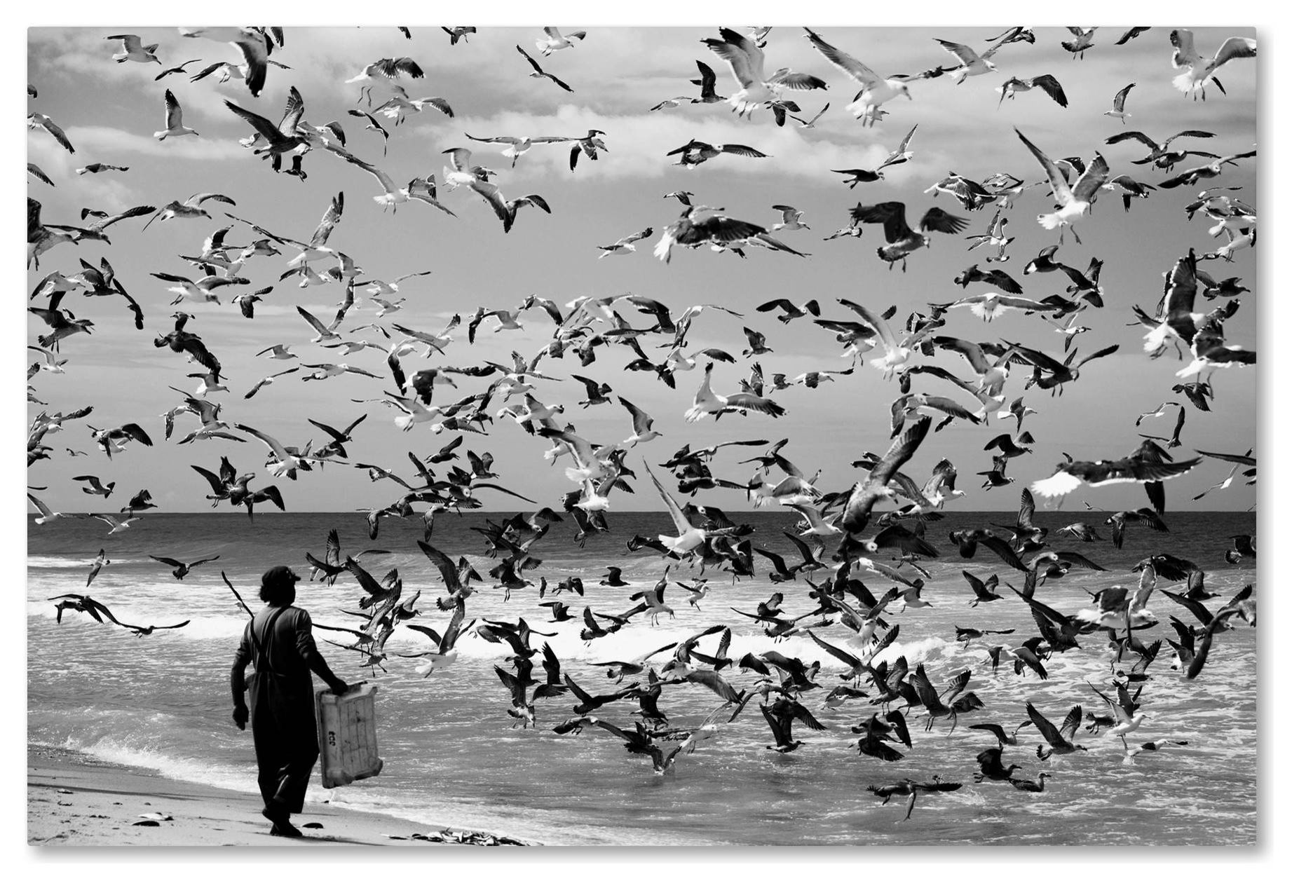 Liesbeth van Der 'Birds Birds' Canvas Art, 19"x 12" - Beach Style ...