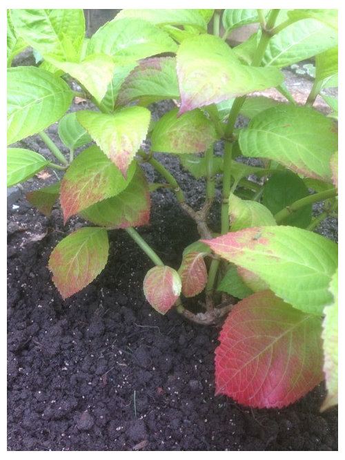 Is my Hydrangea sick?