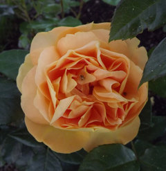 Help with selecting my first Amber rose bush