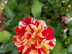 2019 USA New Rose Introductions | Houzz Forum