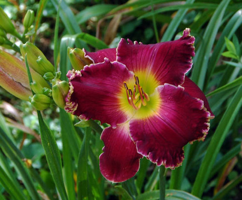 MIdseason Daylilies Starting and a Deer Fence Hangover