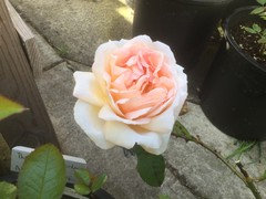 Cressida identification?