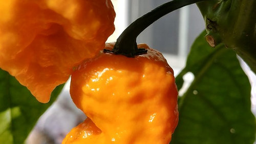 Orange carolina reapers. | Houzz Forum