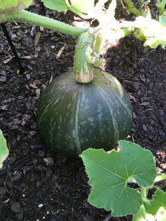 Kabocha squash