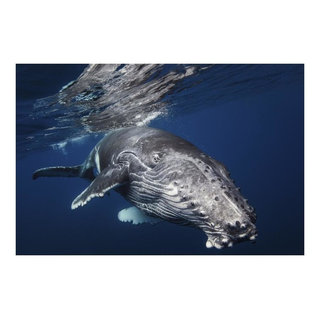 "Humpback Whale" Digital Paper Print by Barathieu Gabriel, 20"x14", 62 ...