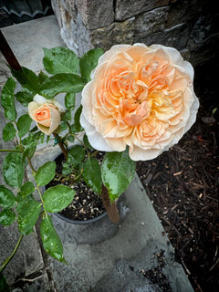 What is the single BEST David Austin rose?