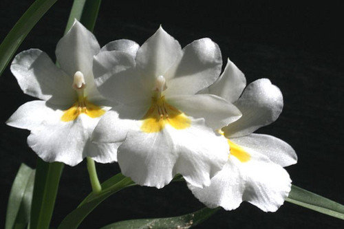 Miltonia roezlii