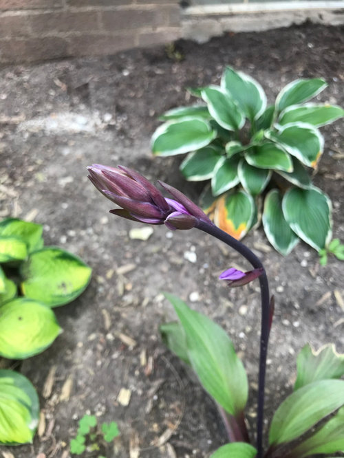 Bloodline is going to flower!