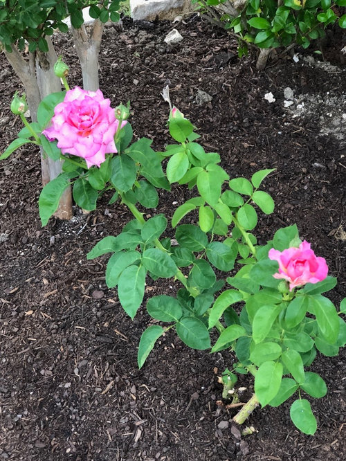 in Dallas tax and new to roses | Houzz Forum