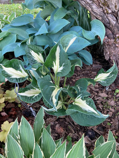 Hosta C 2023 .............................