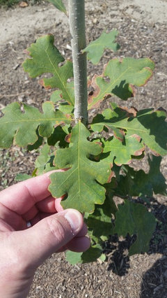 Genealogy Maturity of Oak Hybrids