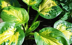 Trip to Fox Hosta Farm | Houzz Forum