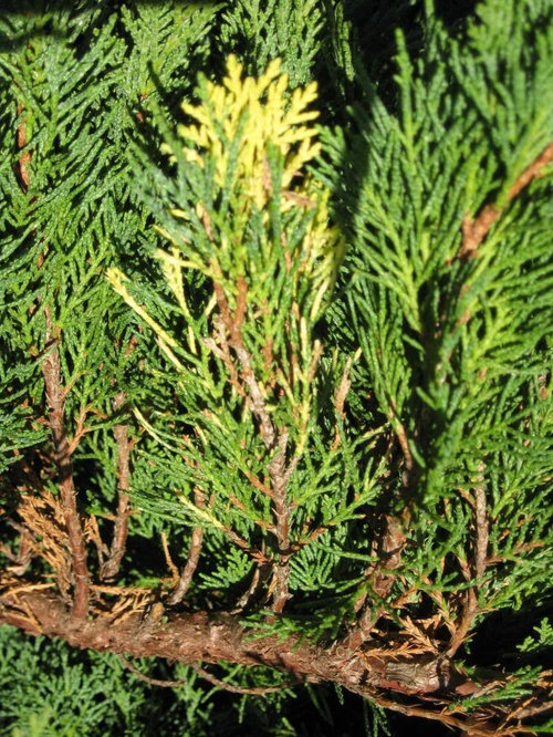 variegated juniper shoot??