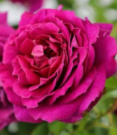 Our Kristine, how did your True Bloom True Love purchase unfold?