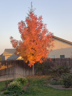 Keith Davey C.P. tree