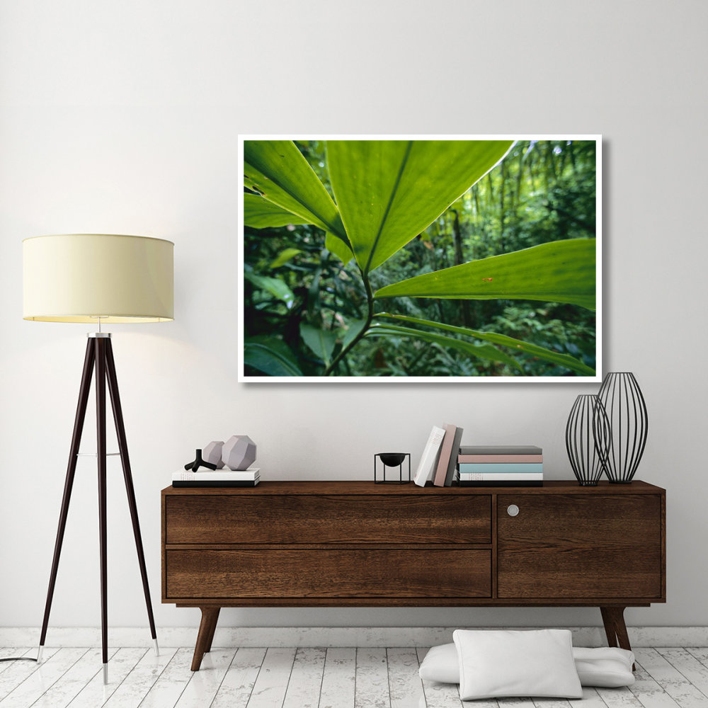 "Spiral Ginger leaves, Barro Colorado Island, Panama" Print, 20"x14 ...