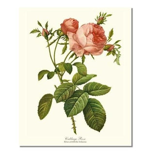 Vintage Botanical Rose Art Print: Cabbage Rose, 11x14 Print ...