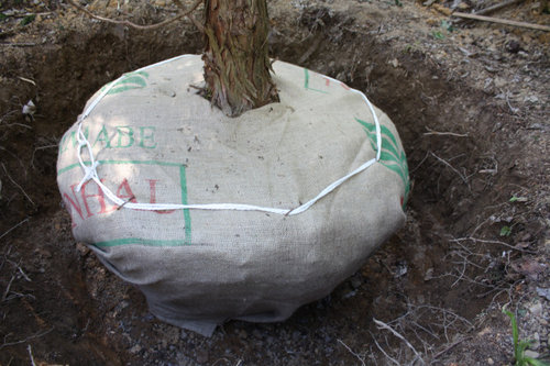 How to hand dig, B&B and drum lace root balls