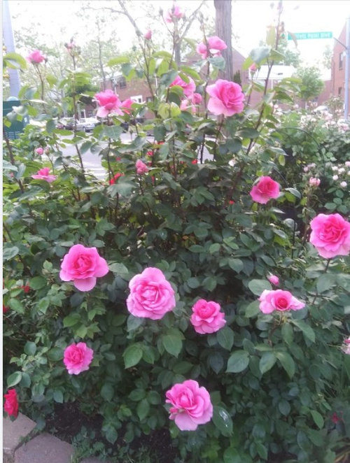 Photos of roses this seasons roses!