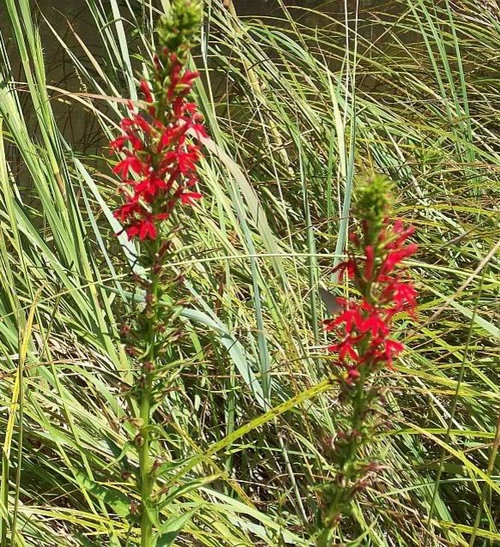 Red Wildflower ID please