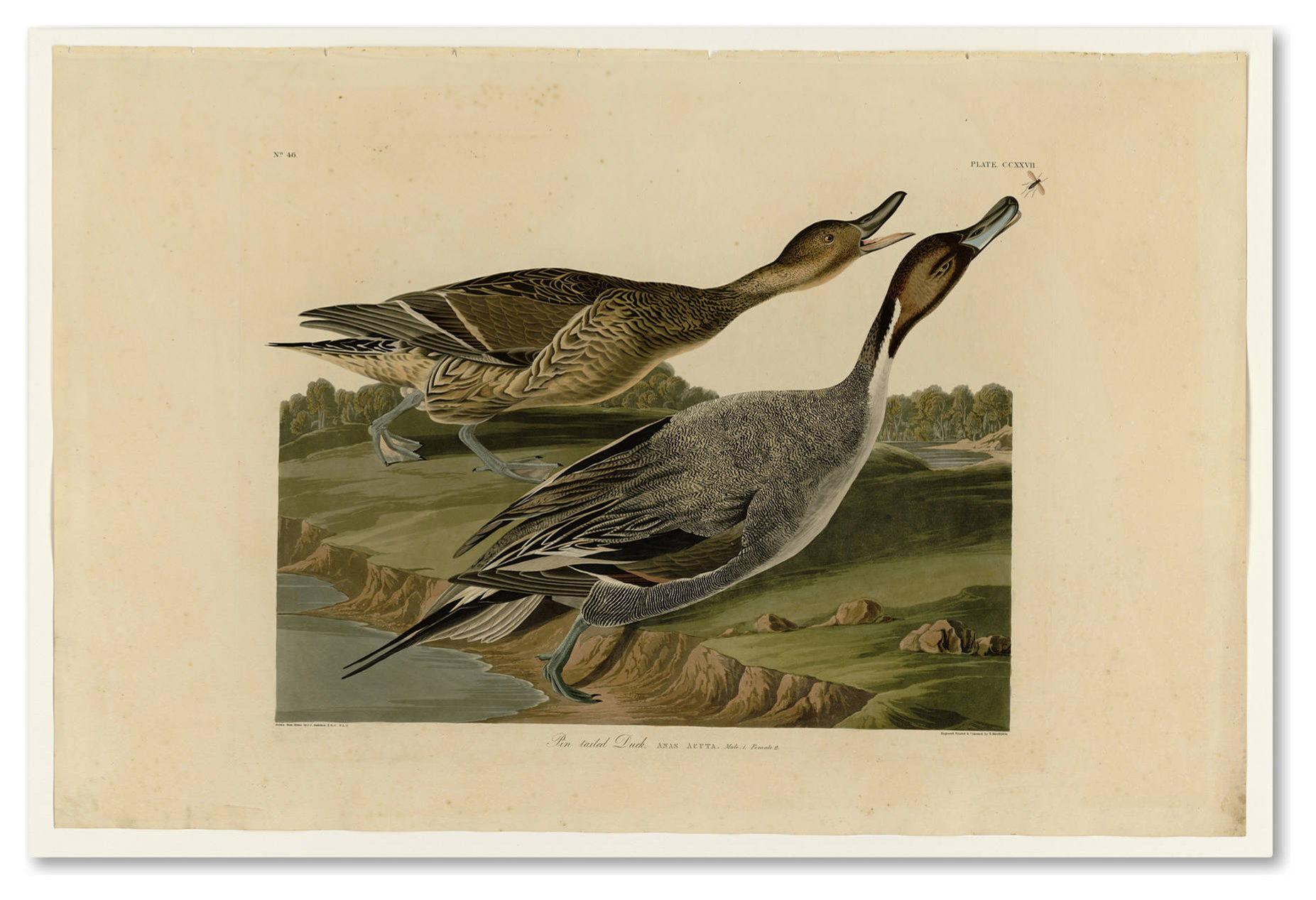 Audubon 'Pin Tailed Duckplate 227' Canvas Art, 24"x 16" - Traditional ...