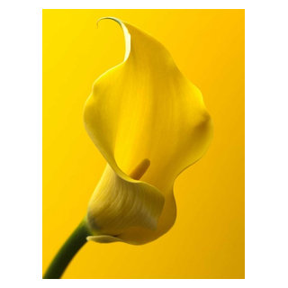 Calla Lily Poster Print by Assaf Frank - Item # VARPDXAF20100625015, 18 ...