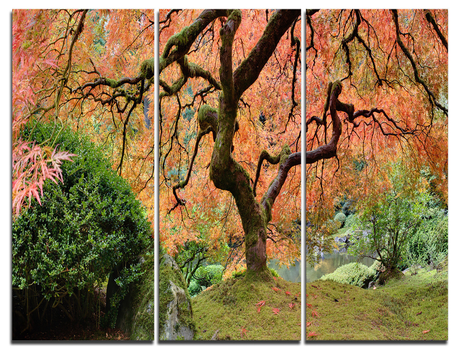 "Old Japanese Maple Tree" Landscape Photography Canvas Print, 36"x28" 3 ...