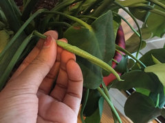 Split leaf Philodendron drooping | Houzz Forum