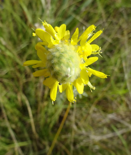 Fuzzy Yellow Coneflower?