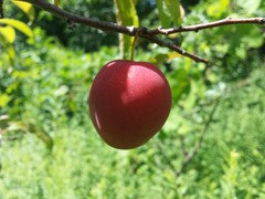 Plum tree identification?