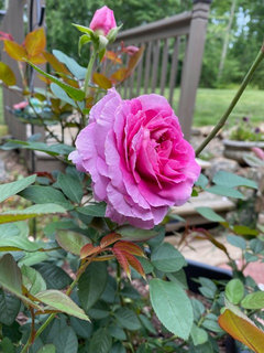 New Kordes rose here! "Raspberry Cupcake" aka KORcarmsis
