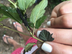 !Ninebark getting white mold? And black bugs? Help! I'm a new Gardner ...