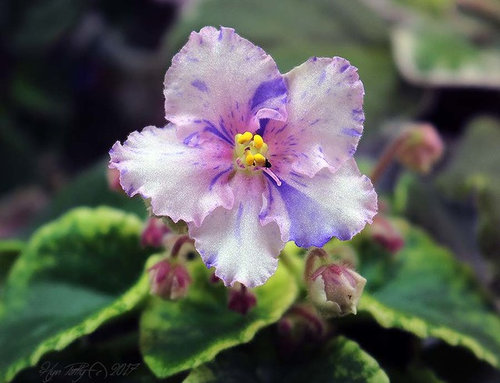 Rob's Itchy Britches - Cute Mini!