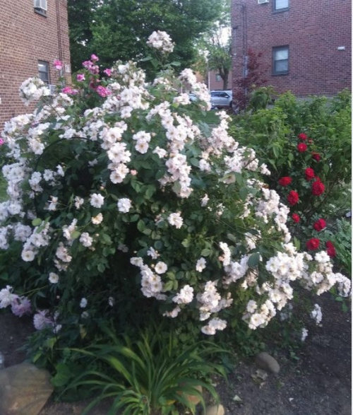 Photos of roses this seasons roses!