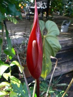 Huge, pink cold-hardy anthurium (Anthurium Oaxaca)