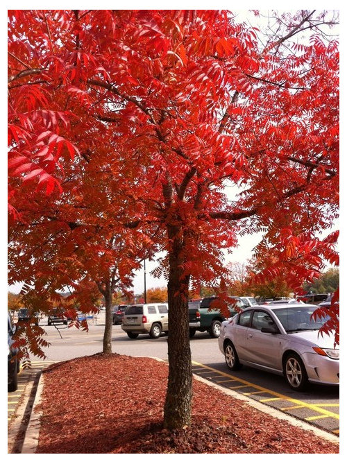 Bright red tree ID?