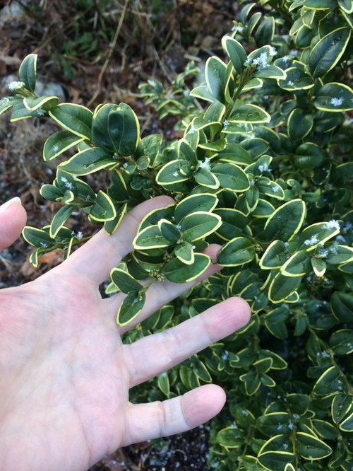 Boxwood with gold tipped leaves