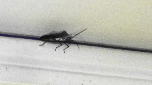 Yikes! What is this bug?