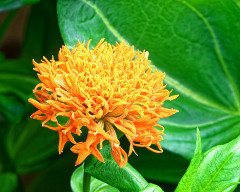 Has anyone grown "Phyllis" marigold?