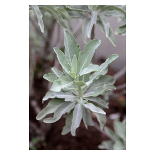 California Native White Sage - Landscape - Los Angeles - by FormLA ...