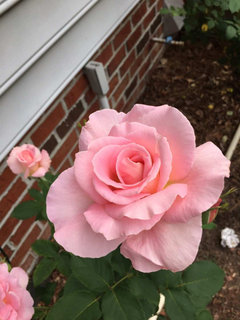 Anyone have any experience with "Perfume Factory" rose? | Houzz Forum
