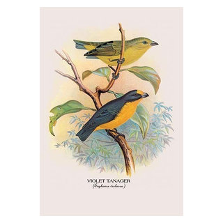 Violet Tanager, 20" x 30" - Traditional - Prints And Posters - by ...