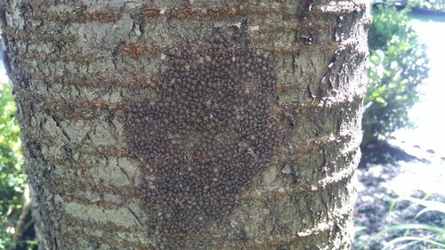 Need Help with Possible Cherry Tree Disease and Insect Identification