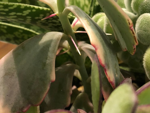 Why does this kalanchoe have air roots?
