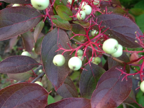 Tree/shrub with clusters of white berries.