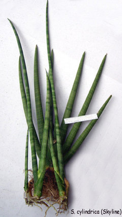 Curious about different S. cylindrica type leaf growth patterns