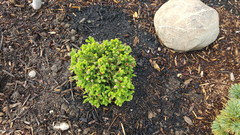 Pusch Dwarf Norway Spruce - Cutest conifer ever!