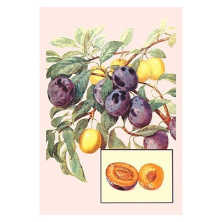 Plums, 20" x 30" - Traditional - Prints And Posters - by Buyenlarge Inc ...